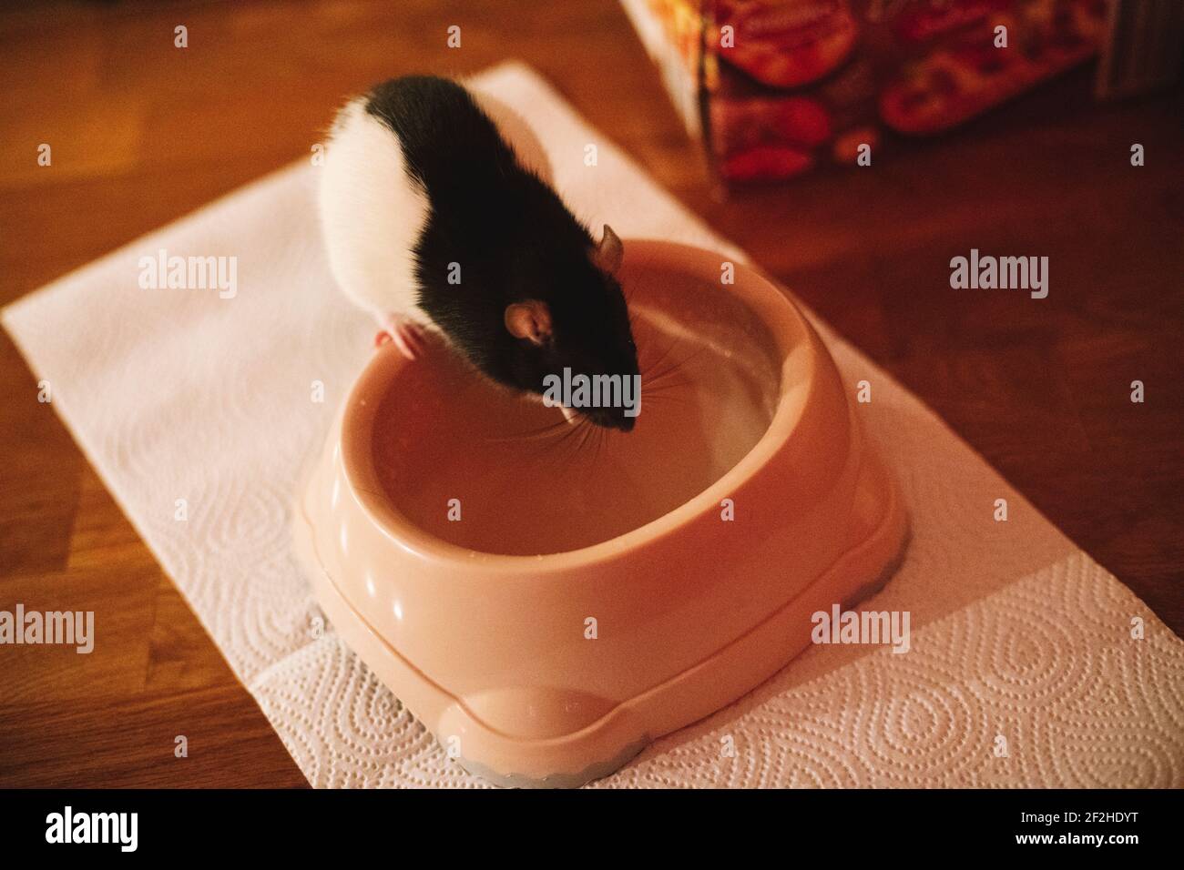 Black rat, pied Stock Photo - Alamy