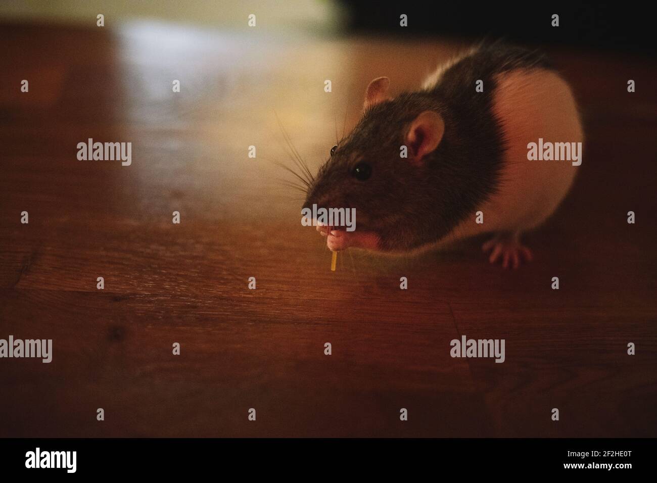 Rat animal table hi-res stock photography and images - Alamy