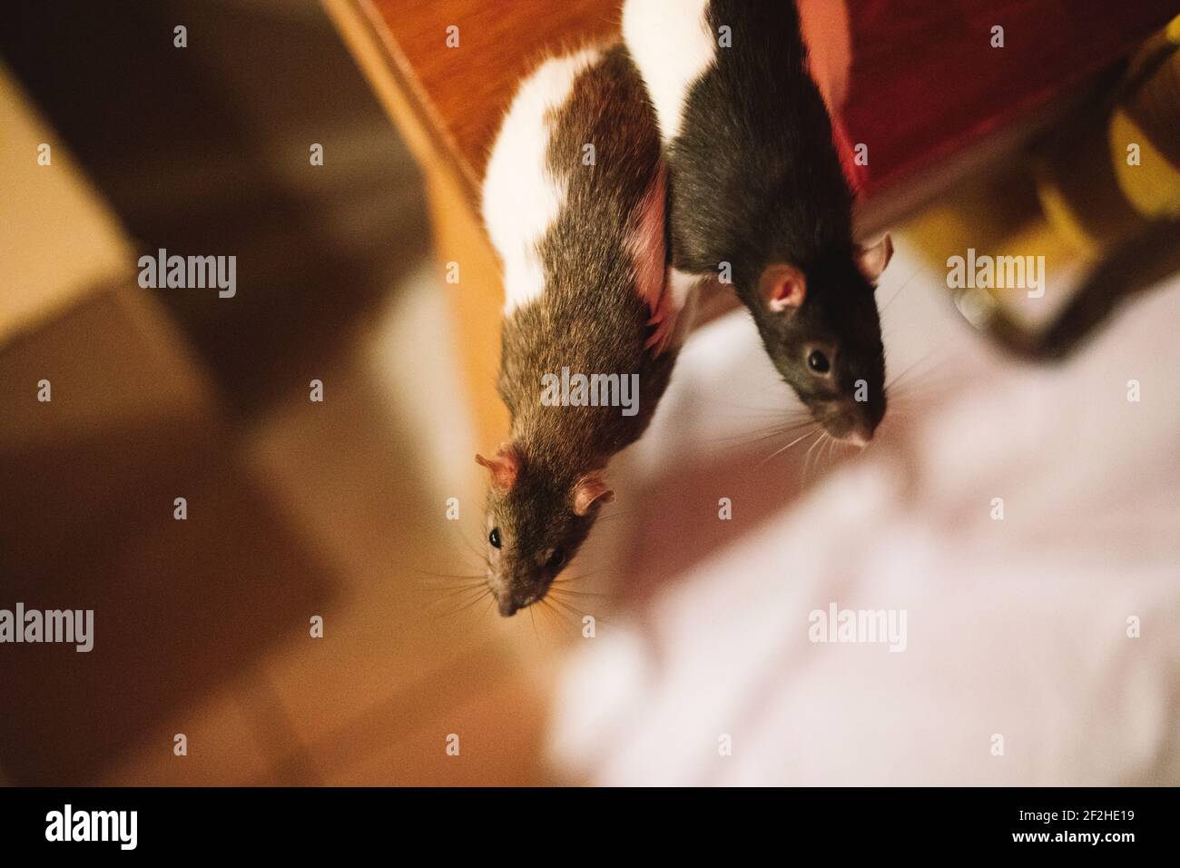 Black rat, pied Stock Photo - Alamy