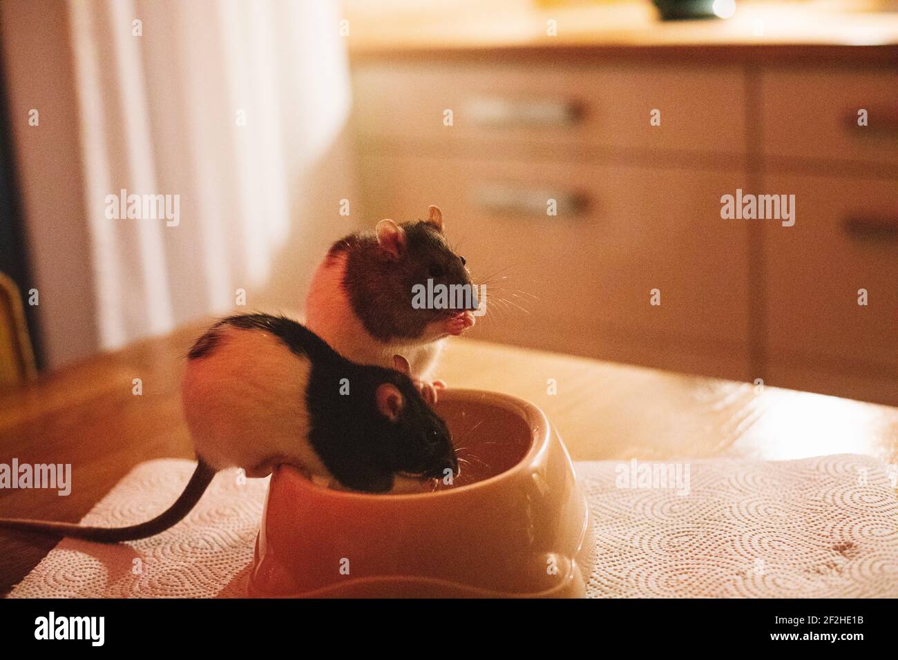 Black water rat hi-res stock photography and images - Alamy
