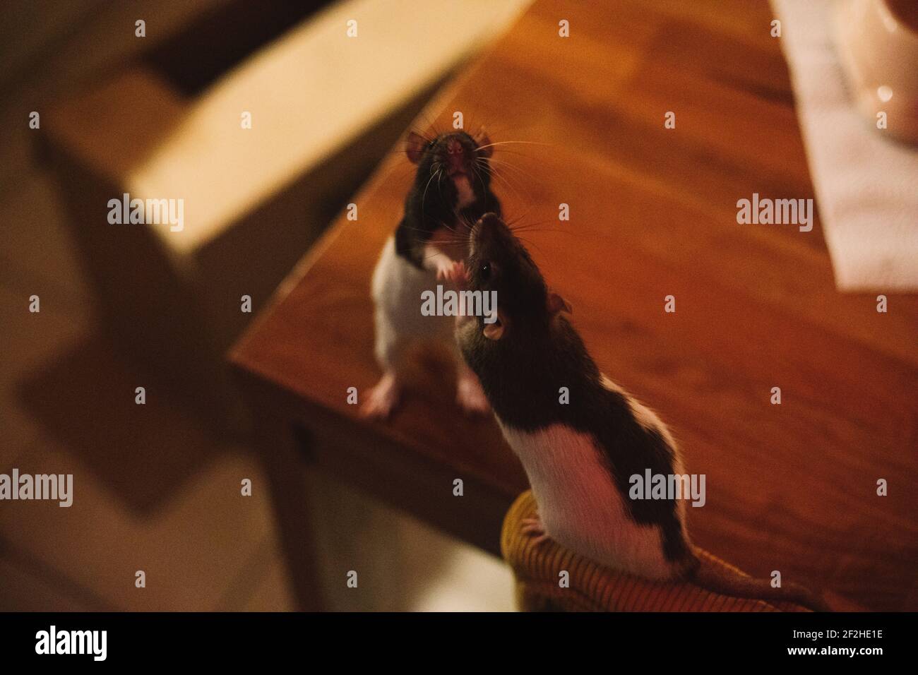 Rat animal table hi-res stock photography and images - Alamy