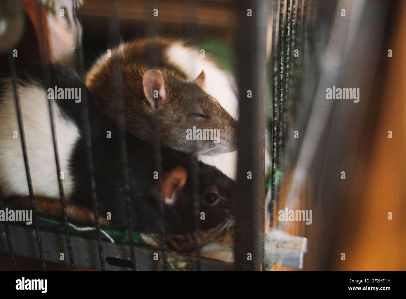 Domestic Rats Cage High Resolution Stock Photography and Images - Alamy