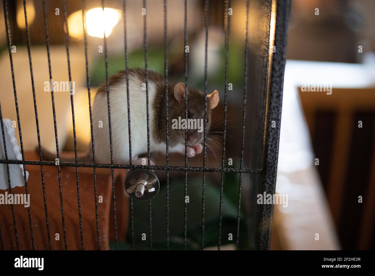 House rat hi-res stock photography and images - Alamy