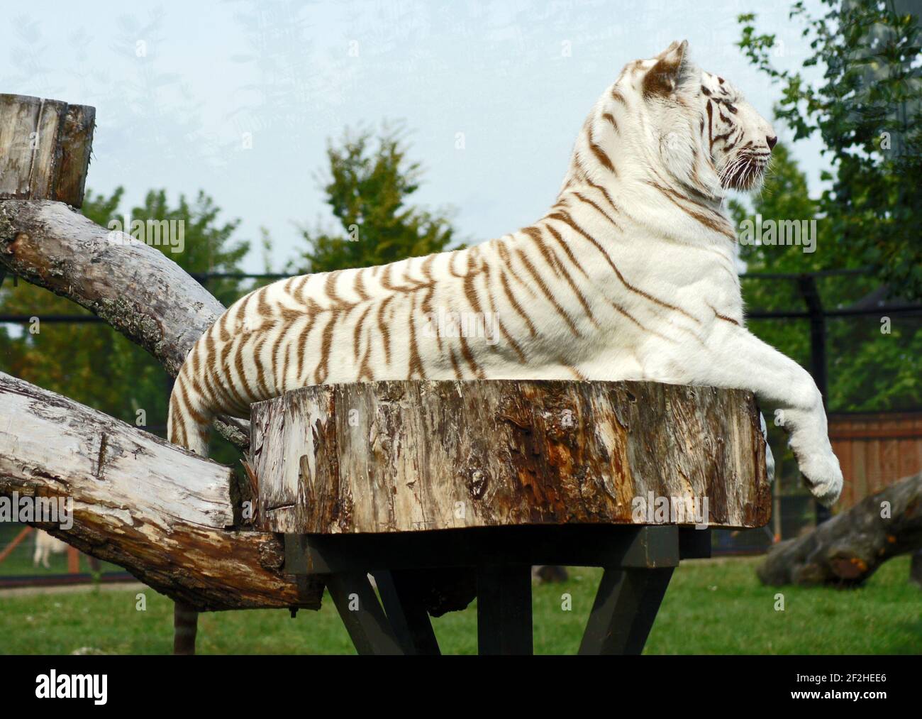 White tiger in the wild animals sanctuary Stock Photo - Alamy