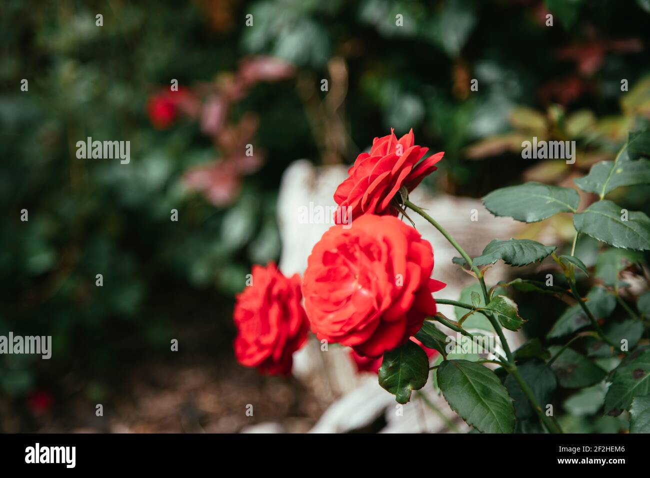 Roses, blooming, detail Stock Photo - Alamy
