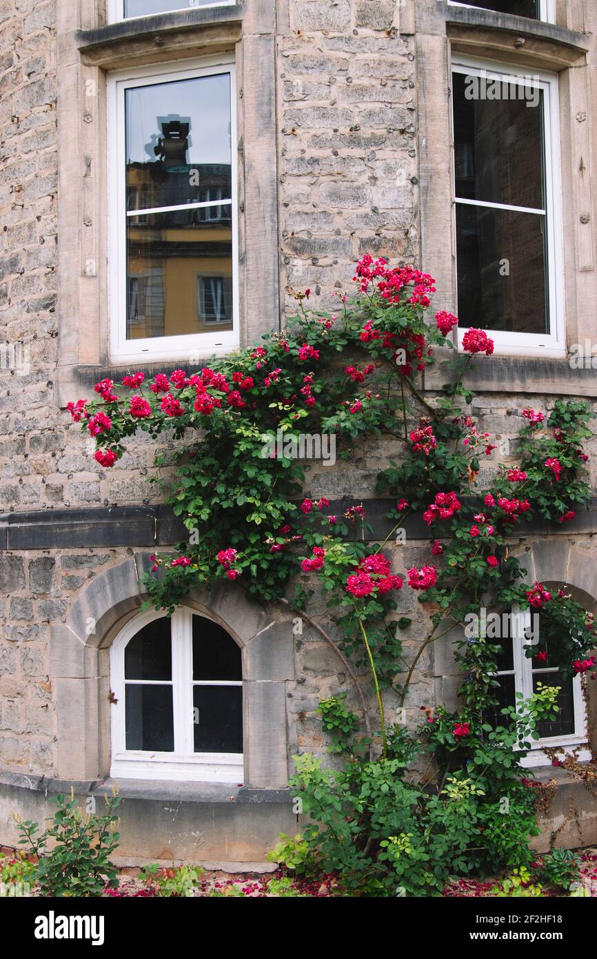 House facade, detail, bay window, window, climbing plant, rose ...