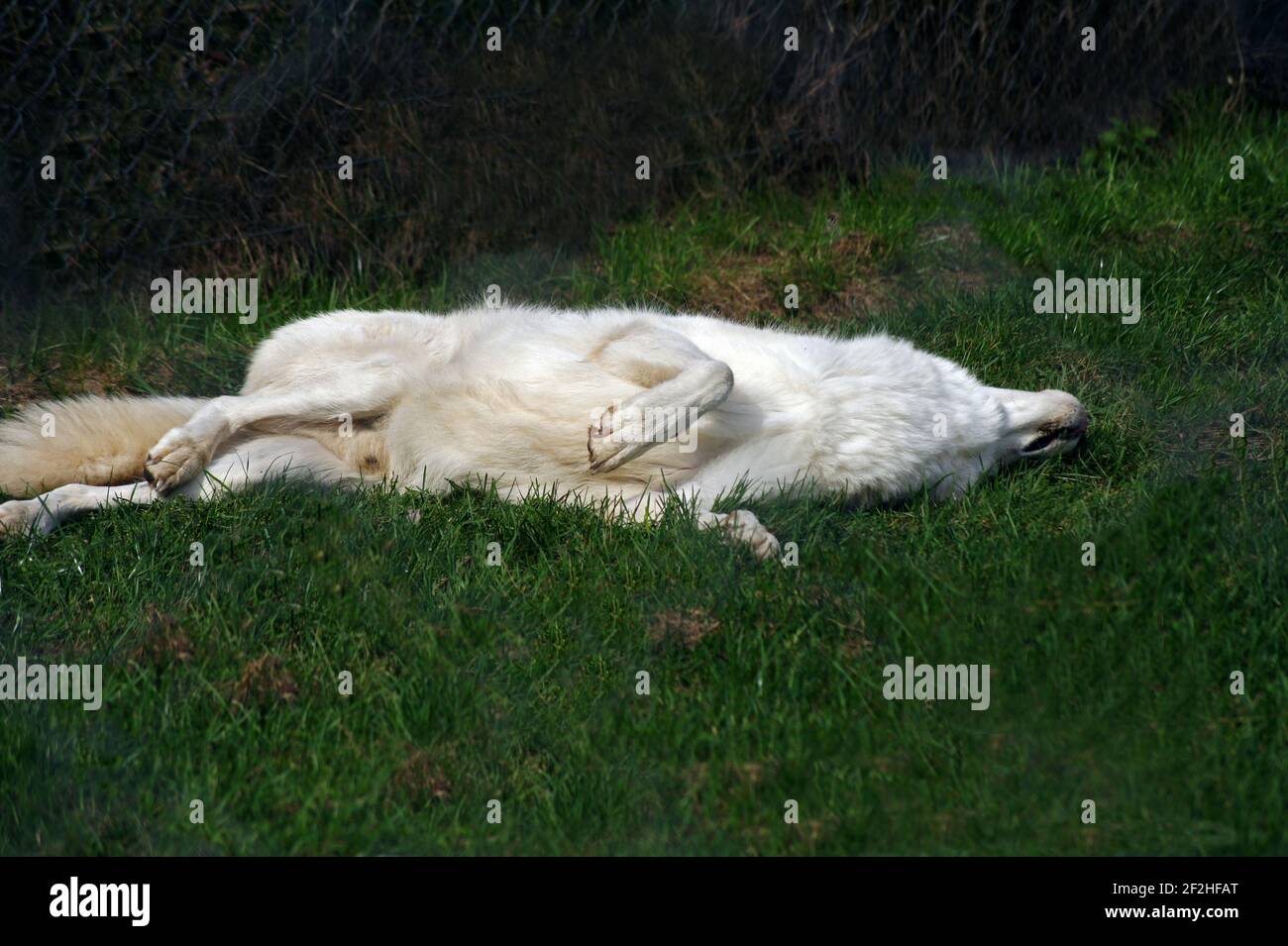 Arctic wolf summer hi-res stock photography and images - Alamy