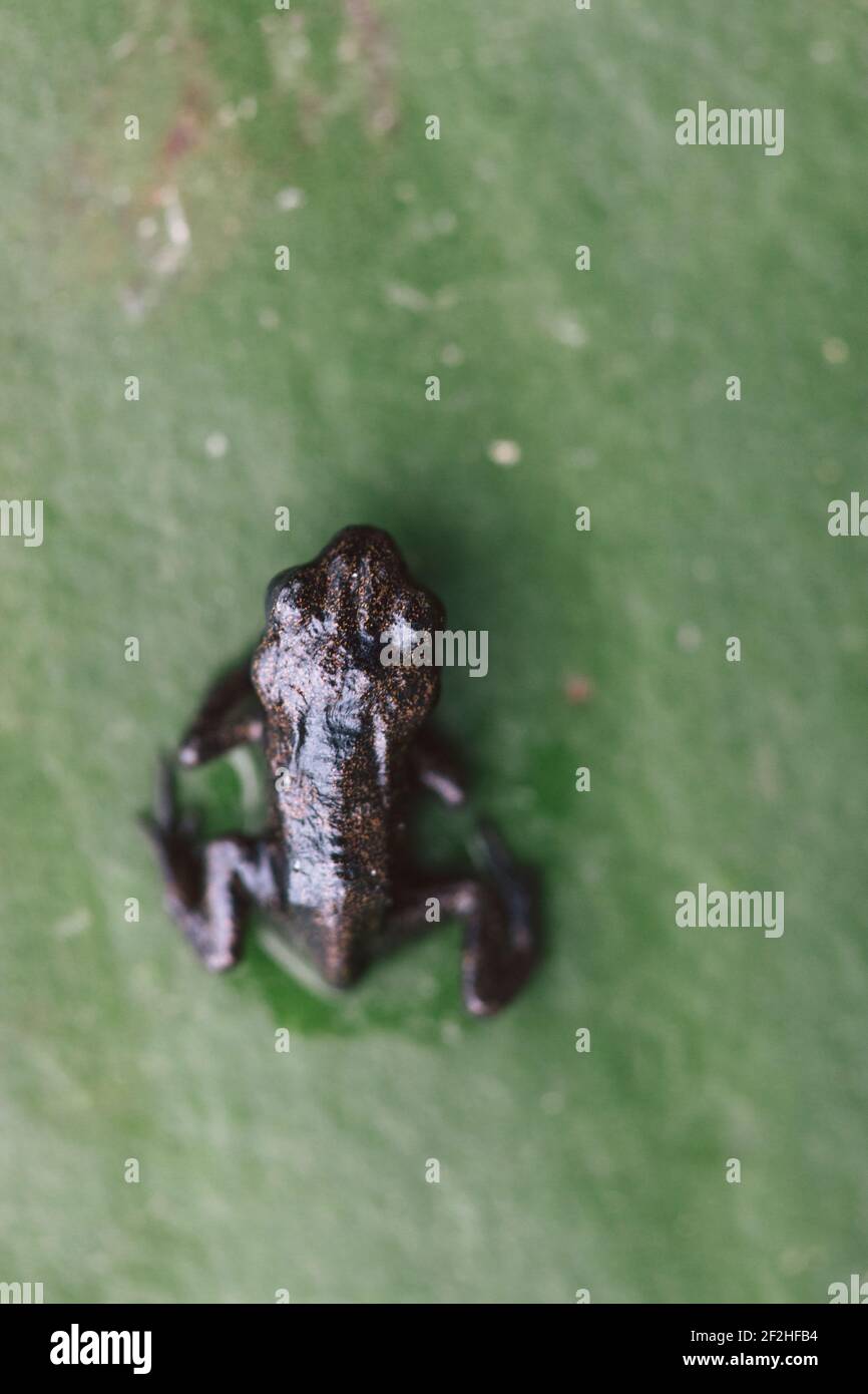 Young toads hi-res stock photography and images - Alamy