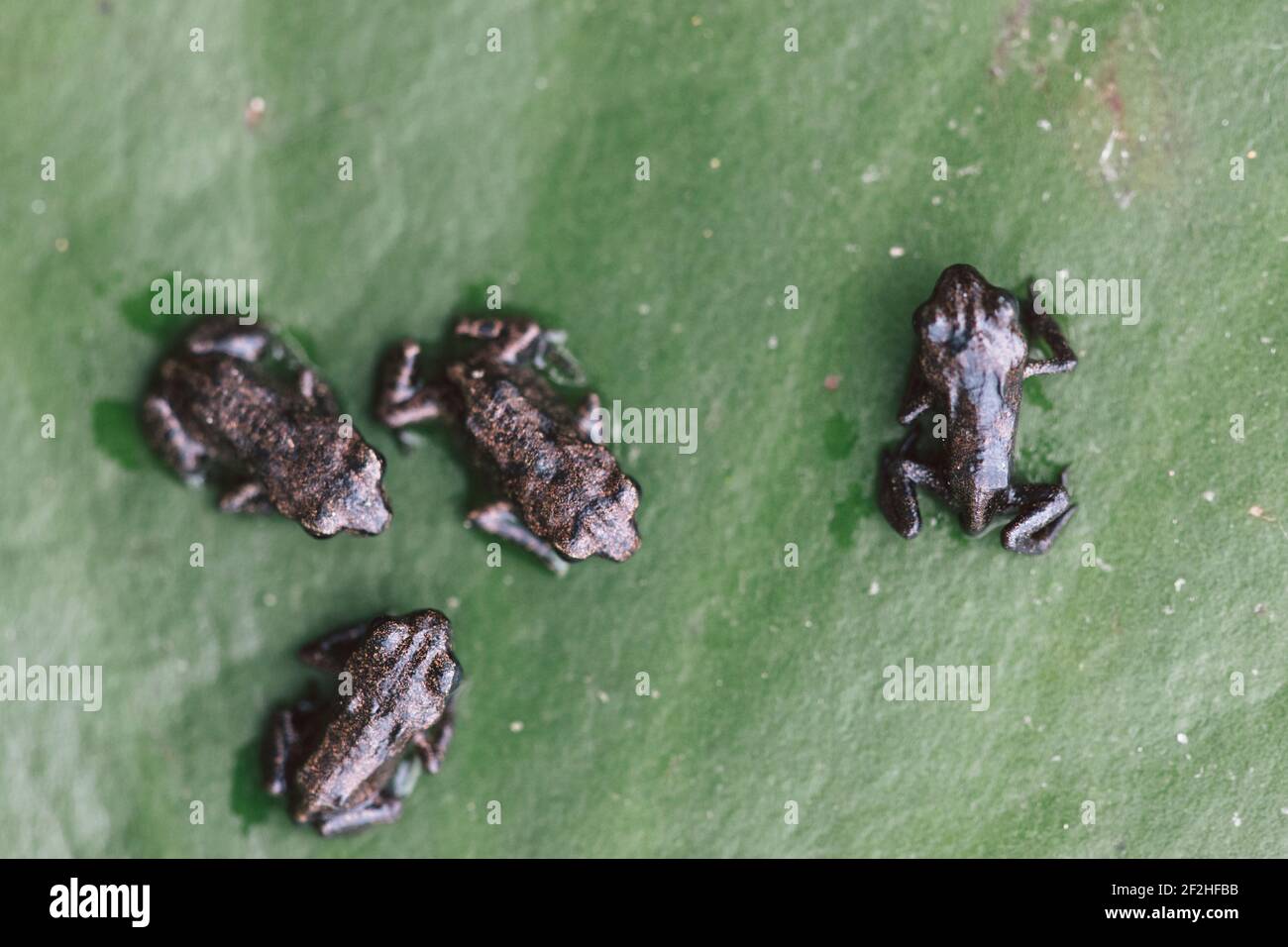 Leaf, toads, young animals Stock Photo - Alamy
