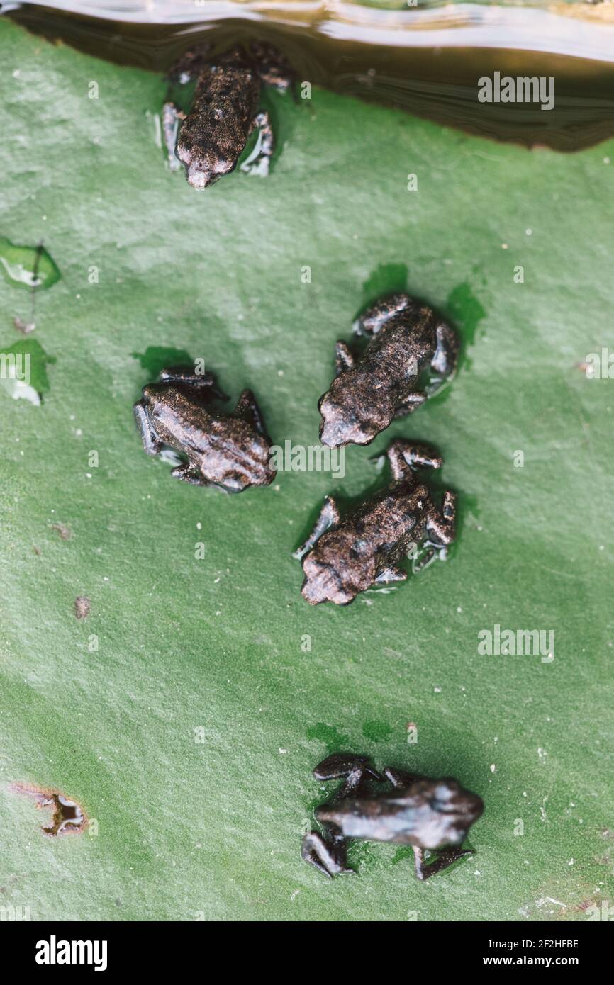 Leaf, toads, young animals Stock Photo - Alamy