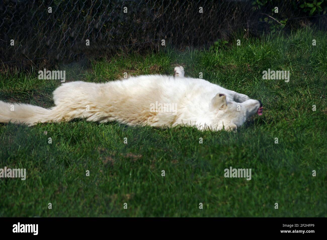 Arctic wolf summer hi-res stock photography and images - Alamy