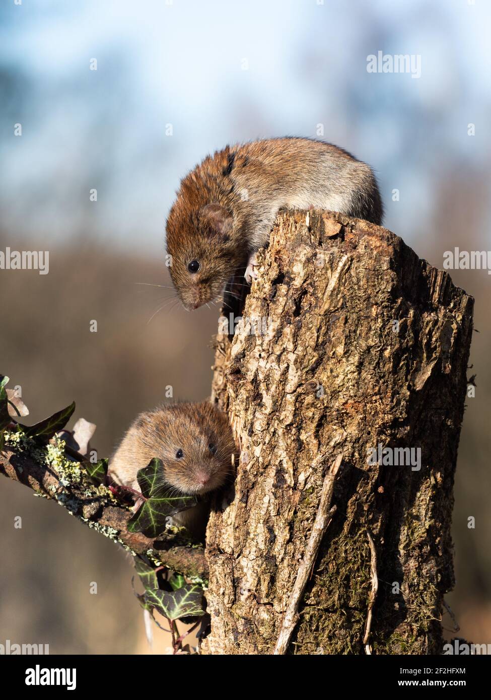 Pair of voles hi-res stock photography and images - Alamy