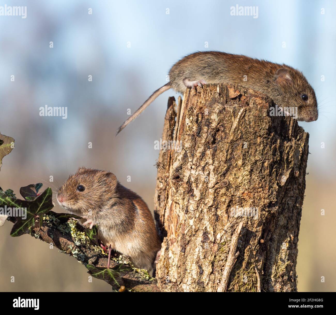 Mammal rodent british wildlife hi-res stock photography and images - Alamy