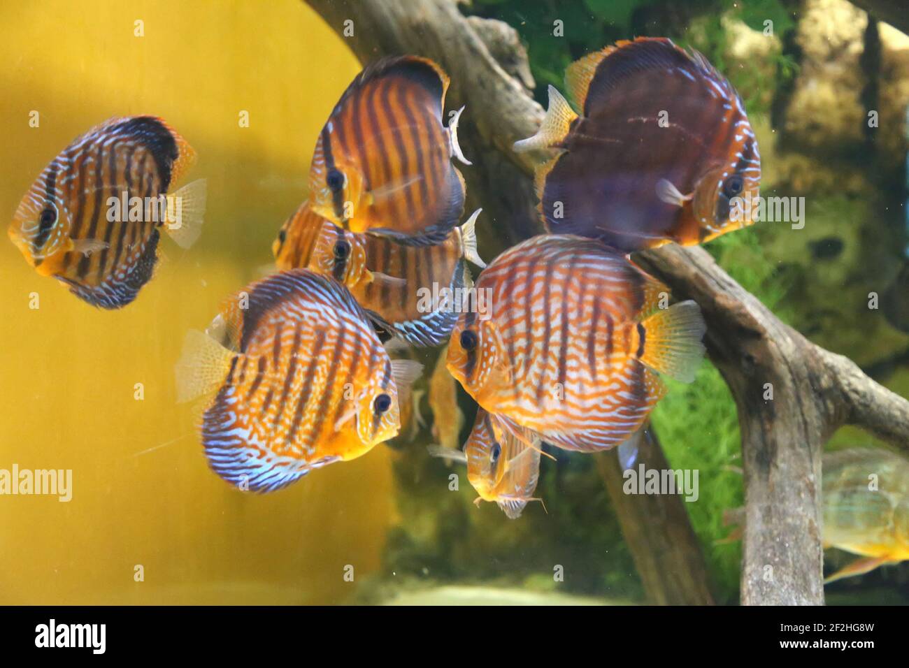 Wild fish in a huge beautiful aquarium, VDNKh Moskvarium pavillion ...