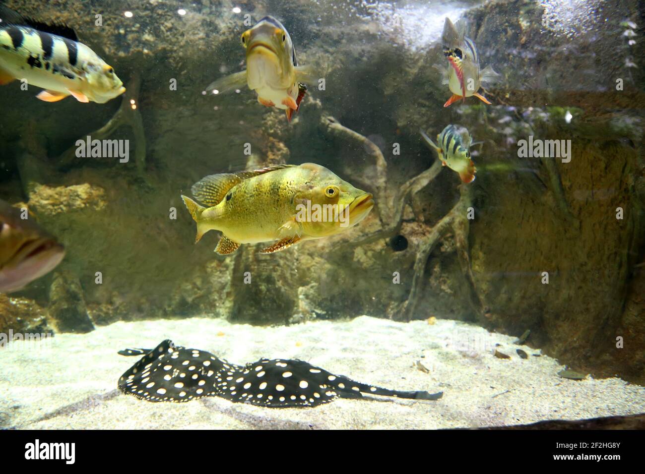Wild fish in a huge beautiful aquarium, VDNKh Moskvarium pavillion ...