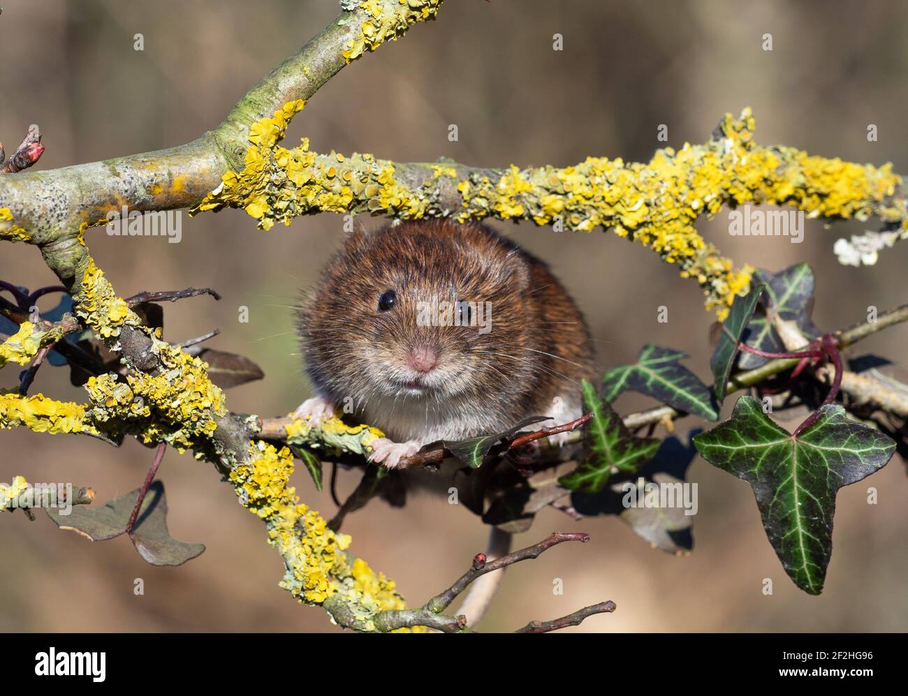 Common voles hi-res stock photography and images - Alamy