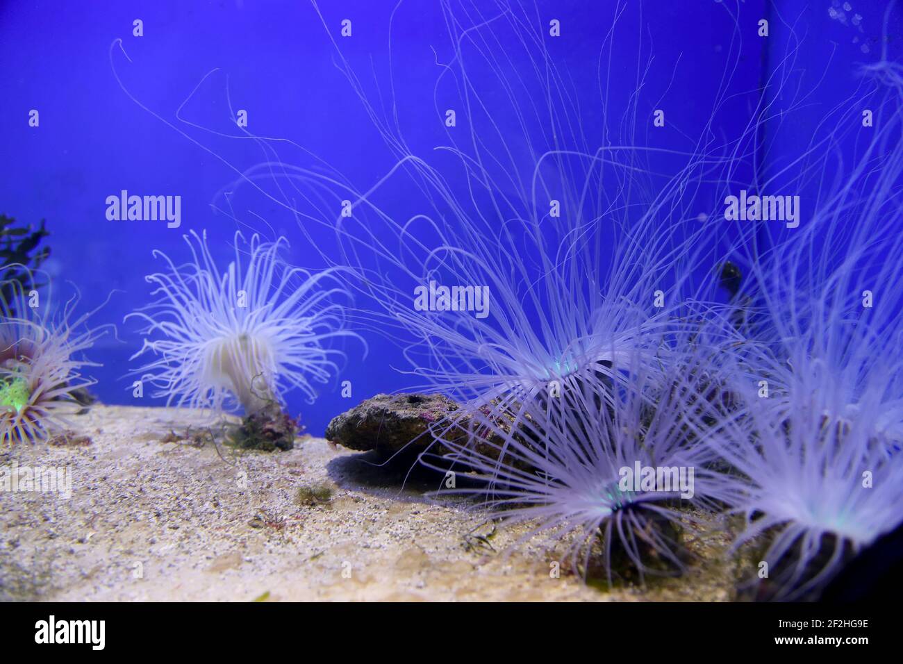 Wild fish in a huge beautiful aquarium, VDNKh Moskvarium pavillion ...