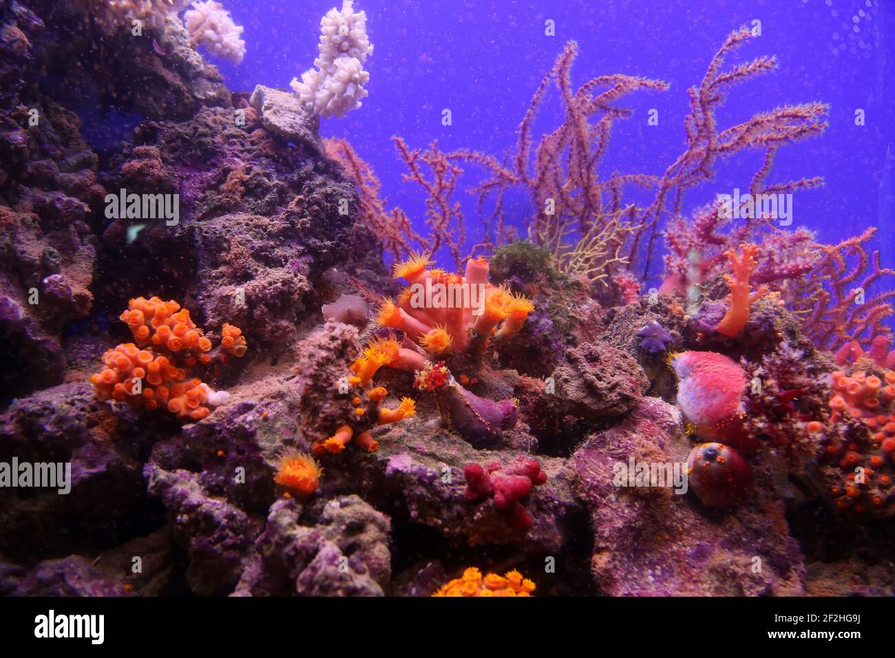 Wild fish in a huge beautiful aquarium, VDNKh Moskvarium pavillion ...
