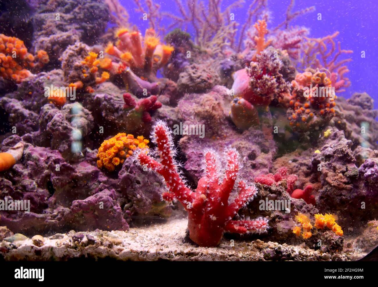 Wild fish in a huge beautiful aquarium, VDNKh Moskvarium pavillion ...