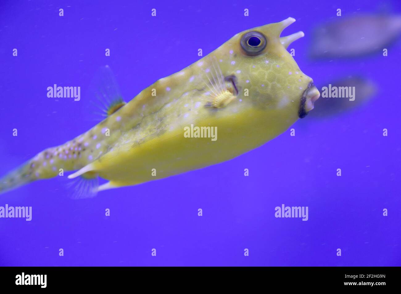Wild fish in a huge beautiful aquarium, VDNKh Moskvarium pavillion ...