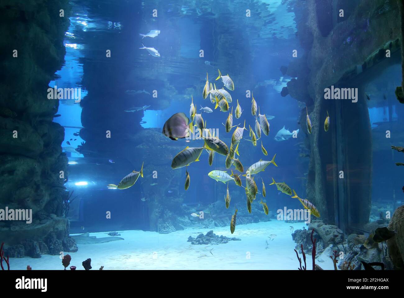 Wild fish in a huge beautiful aquarium, VDNKh Moskvarium pavillion ...