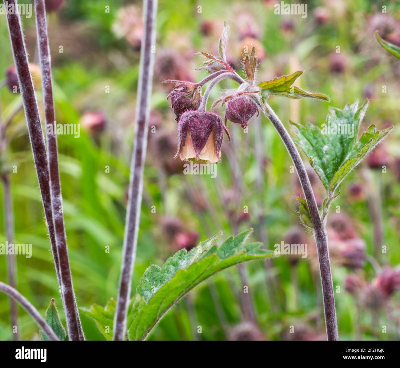 Bog garden plants hi-res stock photography and images - Alamy