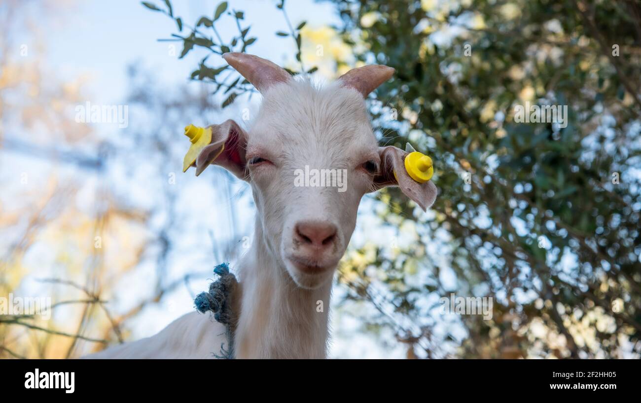 Face of goat head on hi-res stock photography and images - Alamy