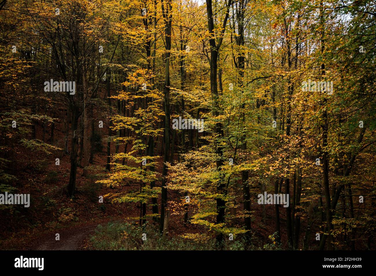 Hike in the Teutoburg Forest in Oerlinghausen around the Tönsberg Stock ...