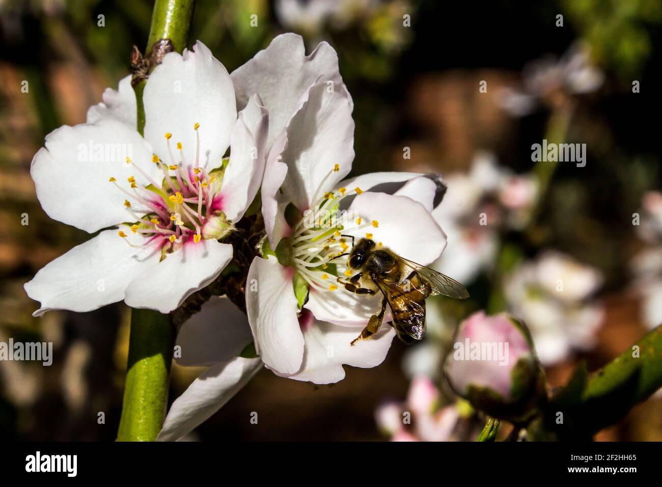 Tree orchard iran hi-res stock photography and images - Alamy