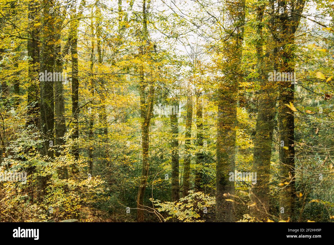 Deciduous forest, fall foliage, double exposure Stock Photo - Alamy