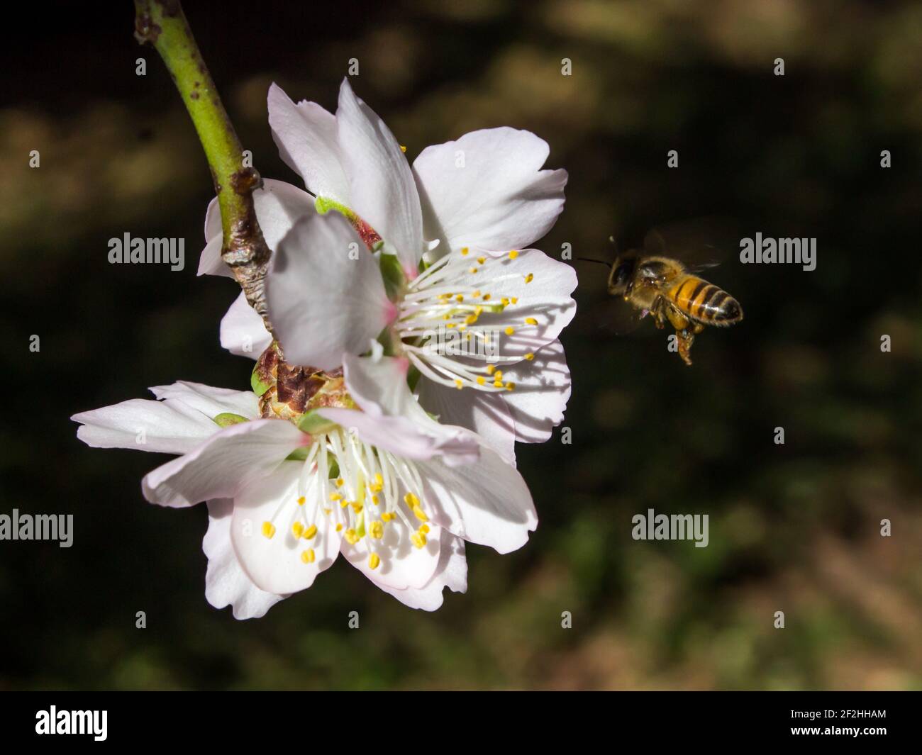 An African Honey Bee, Apis mellifera Scutellata, in flight next to ...