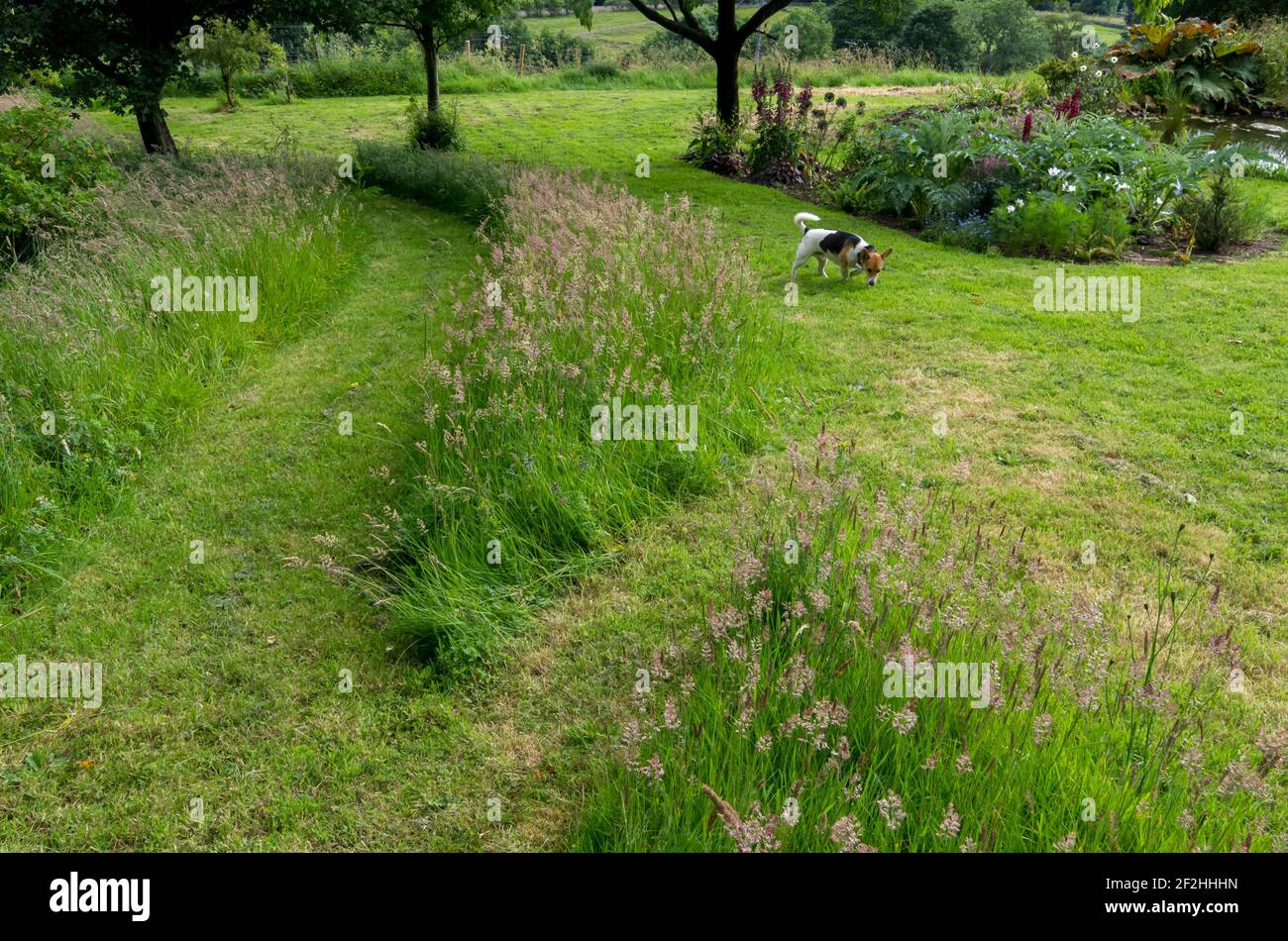 Jack russell long grass garden hi-res stock photography and images - Alamy