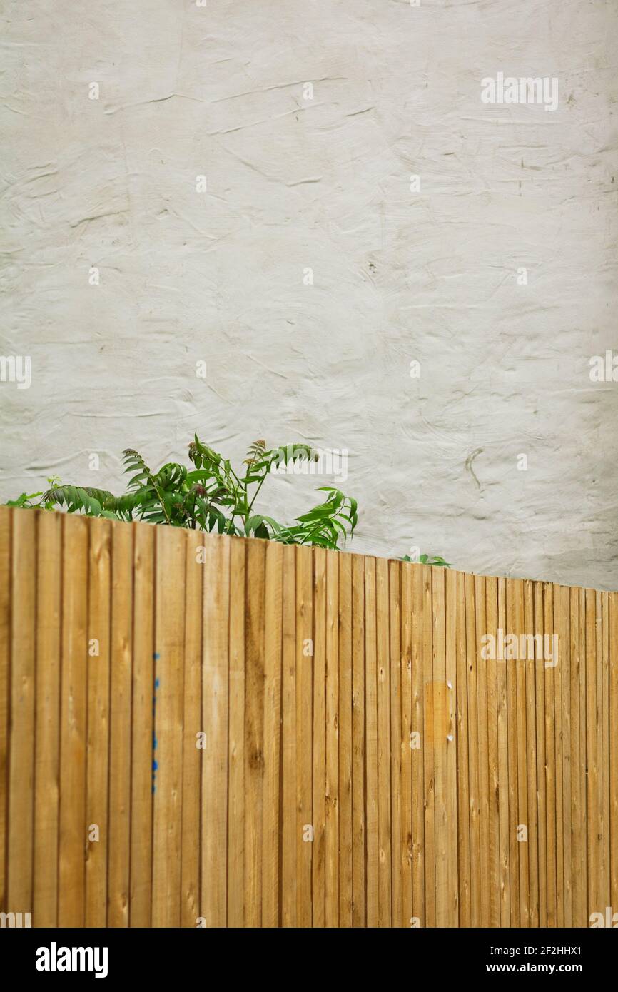 Palm tree on the garden fence Stock Photo - Alamy