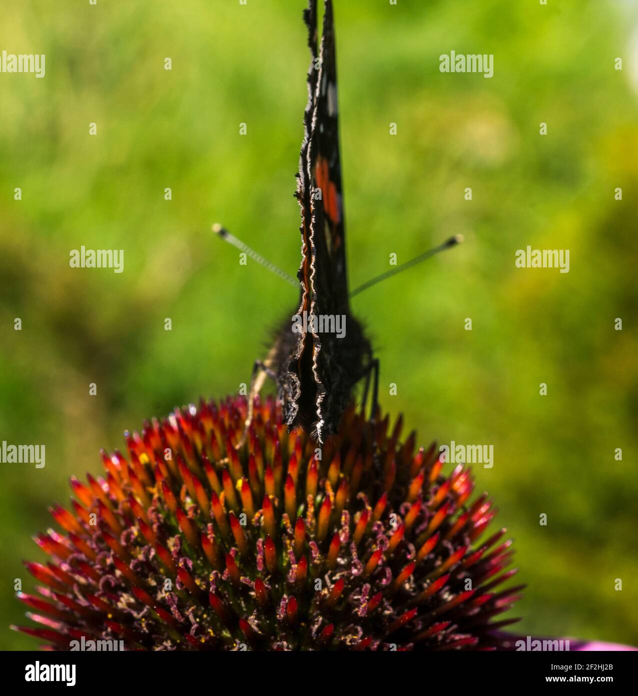 Butterfly from behind hi-res stock photography and images - Alamy