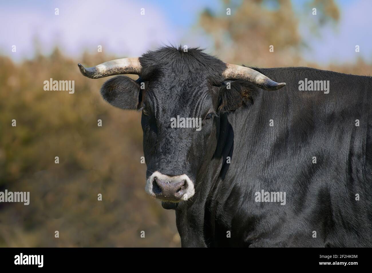 Spanish fighting bull of black color on green background Stock Photo ...