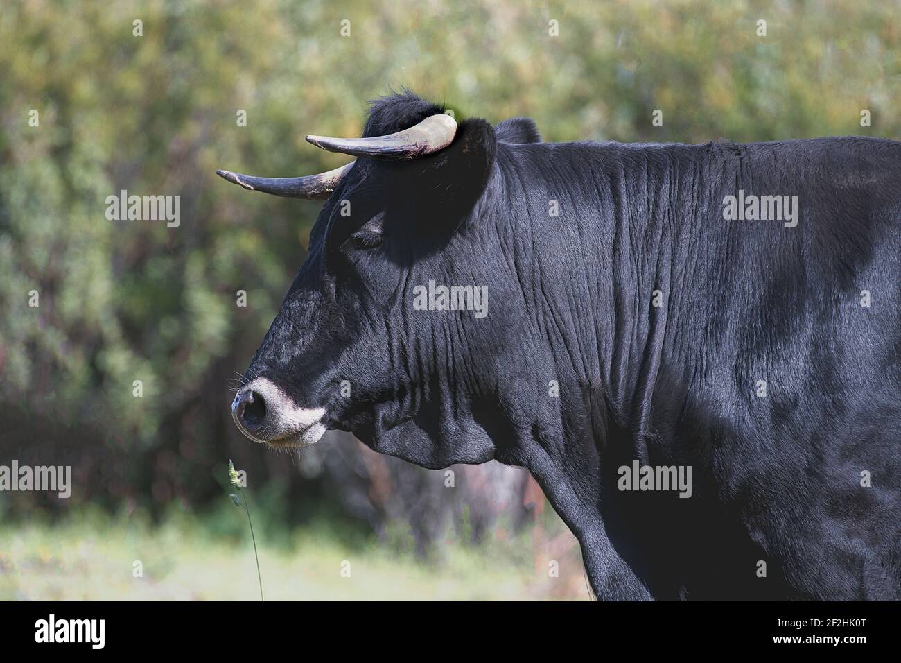 Bull fight charge hi-res stock photography and images - Alamy