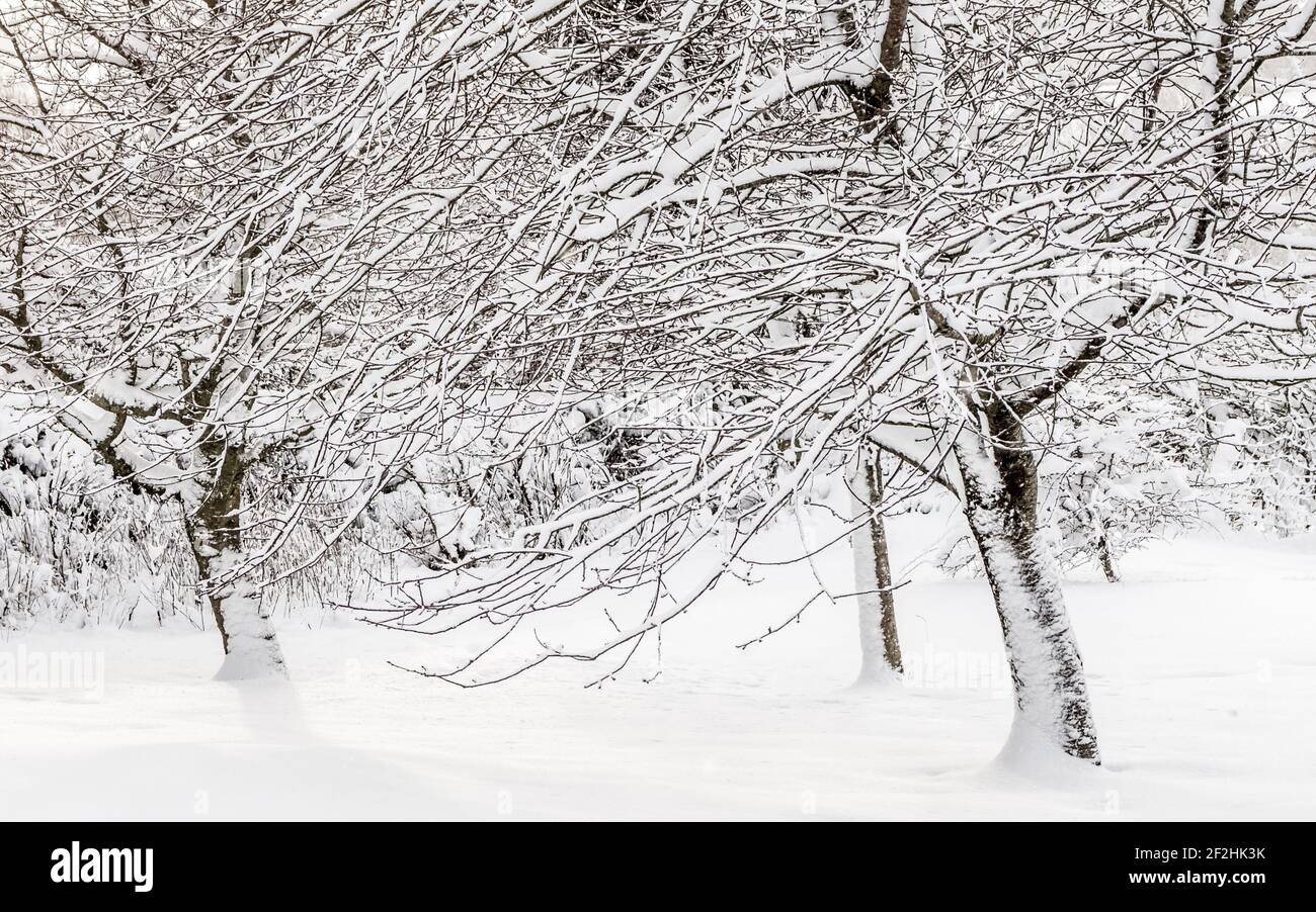 Garden trees hi-res stock photography and images - Alamy