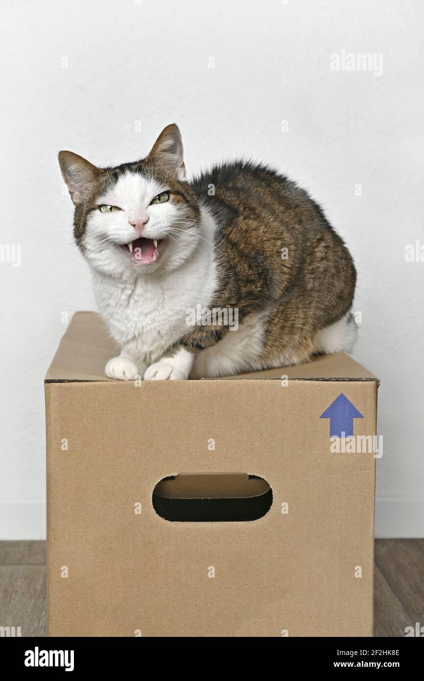 Angry tabby cat sitting on a cardboard box and looking to the camera ...