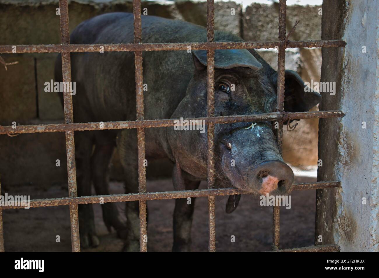 Pig Looking through iron gate Stock Photo - Alamy