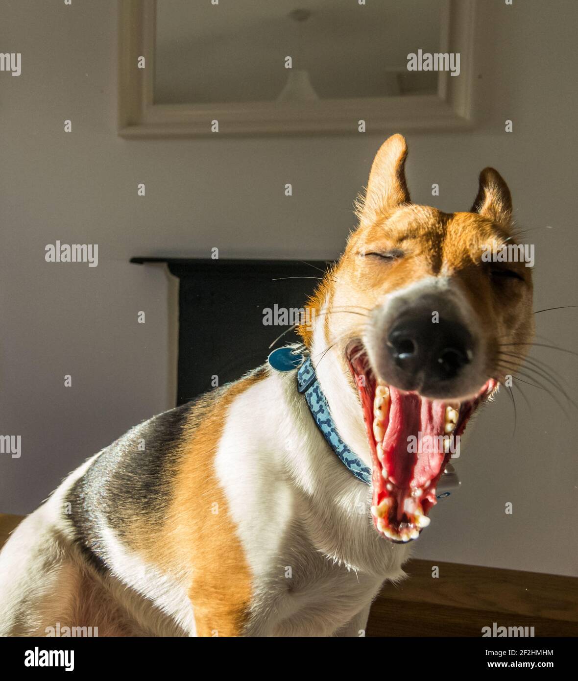 A small dog - a Jack Russell / Corgi cross (a Cojack), indoors, eyes ...