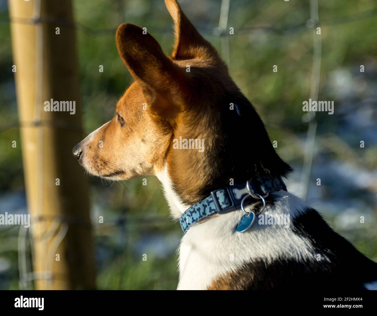 A small dog - a Jack Russell / Corgi cross (a Cojack) stares out beyond ...