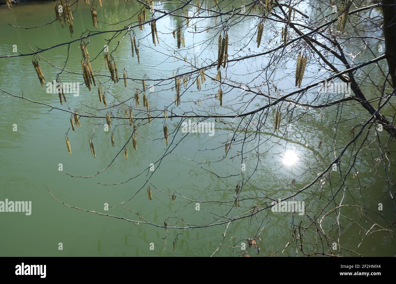 Tree branches hanging over water hi-res stock photography and images ...