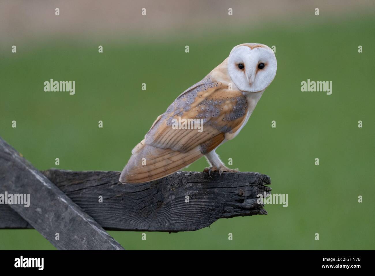 Male Barn owl perched in the wild. Natural camouflage for this ...