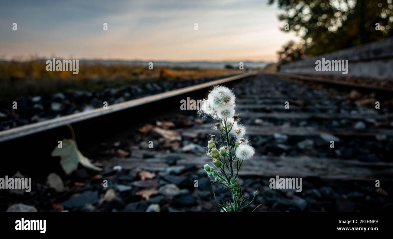 A dandelion flower growing in the middle of an old unused railroad ...