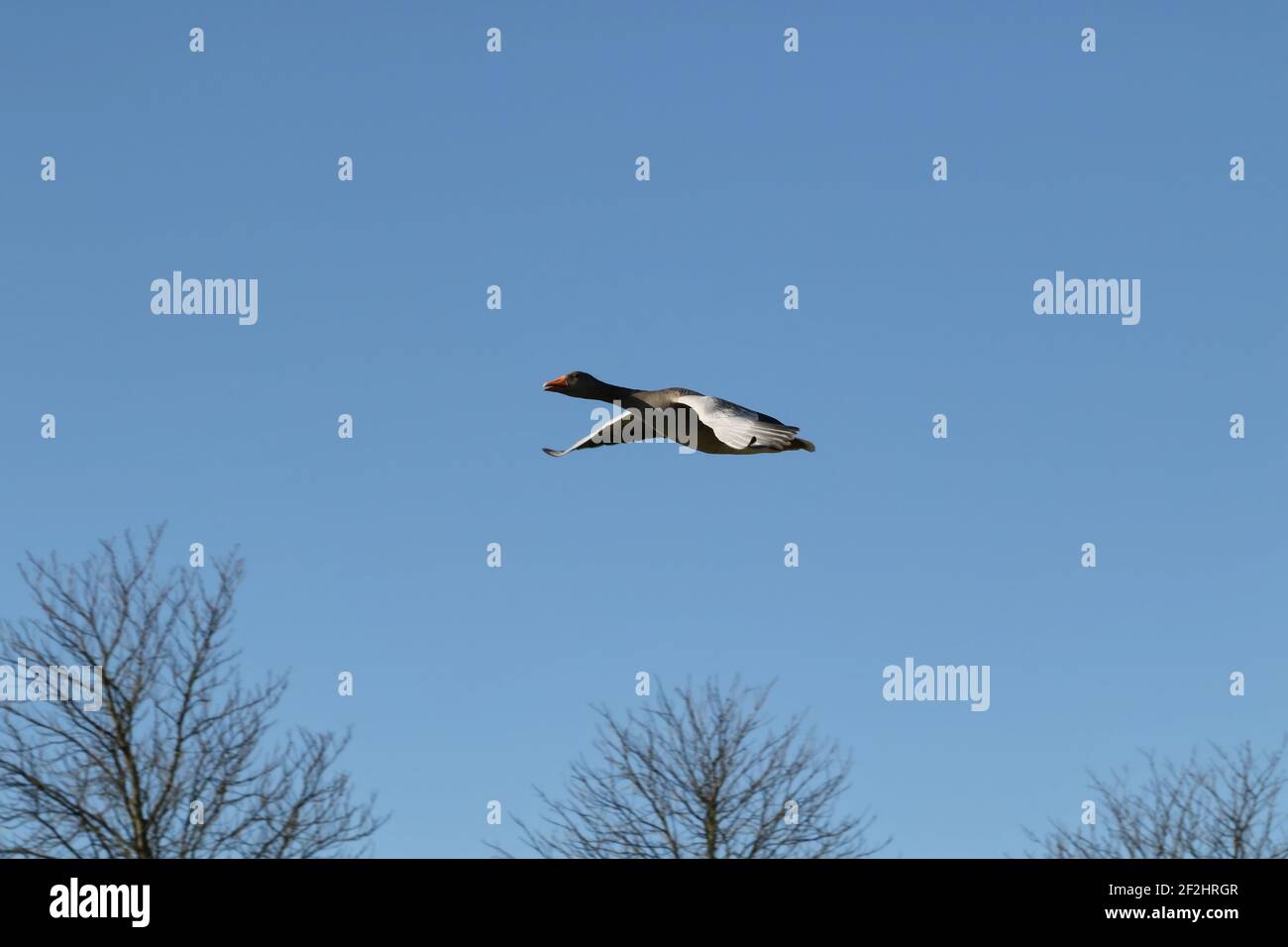 Flying goose hi-res stock photography and images - Alamy