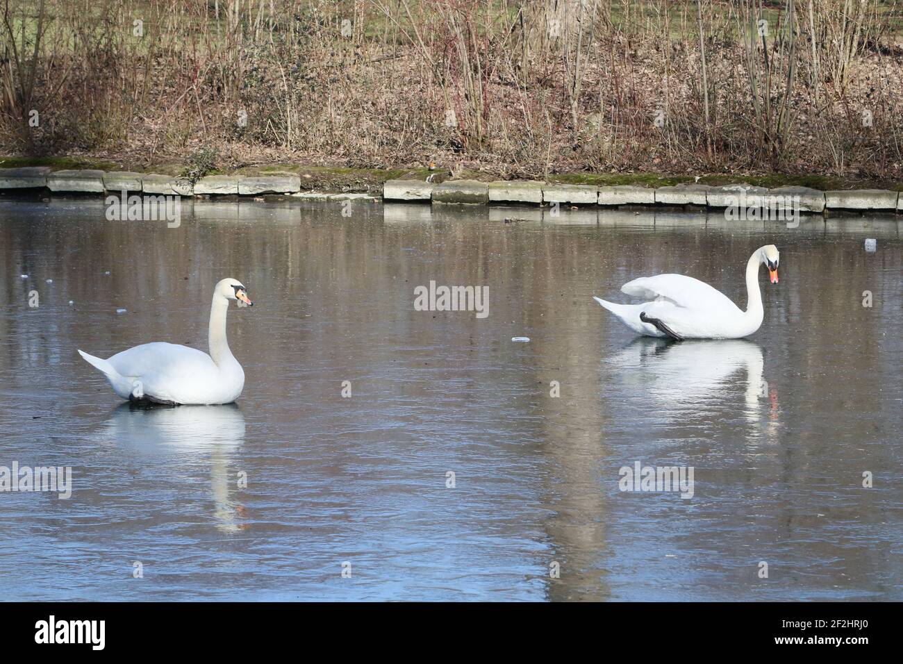 white swans on ice Stock Photo - Alamy