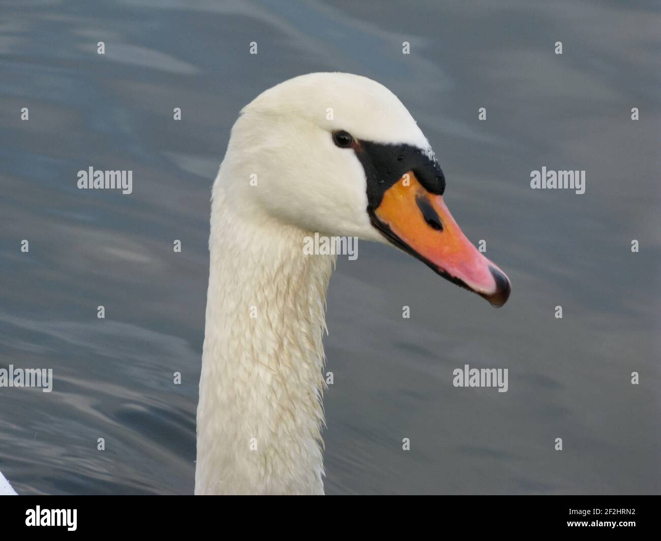 Portrait swan face hi-res stock photography and images - Alamy