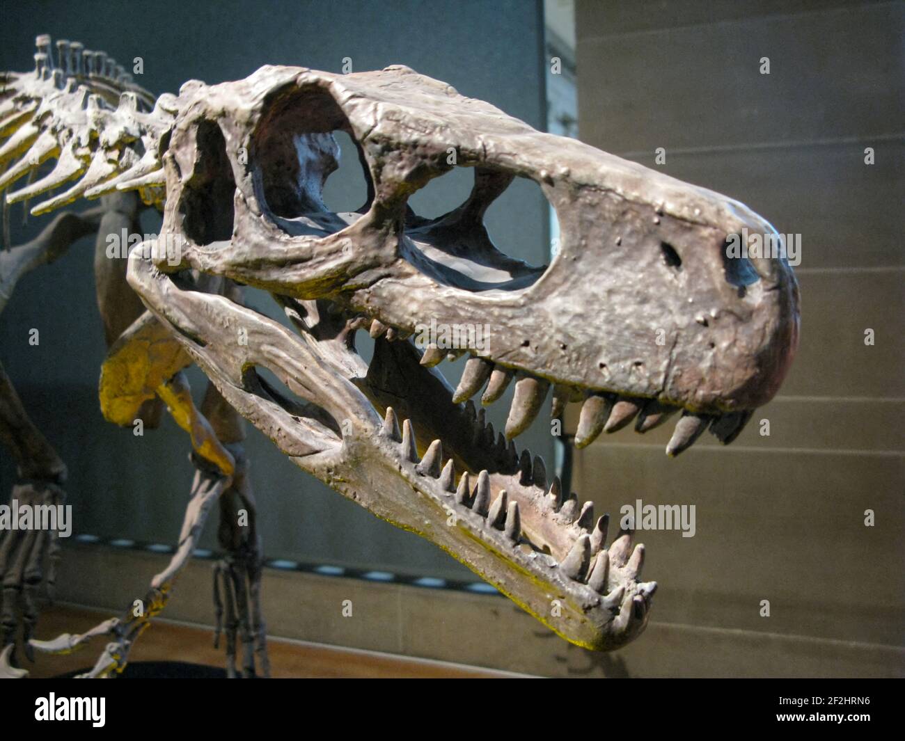 Dino skeleton hi-res stock photography and images - Alamy