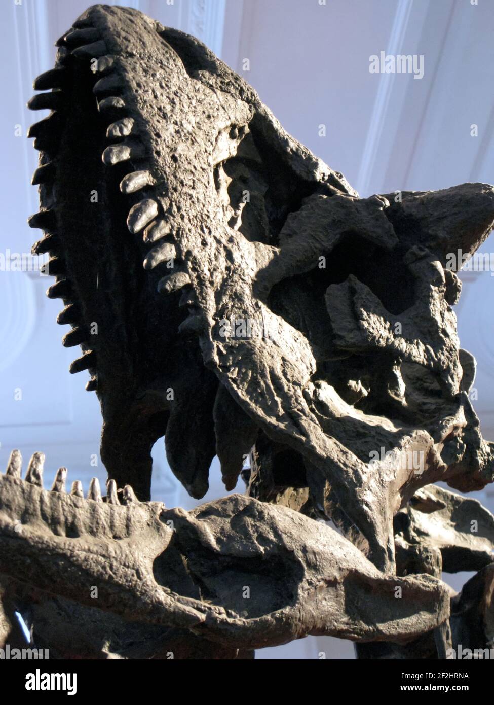 skeleton of a dino Stock Photo - Alamy