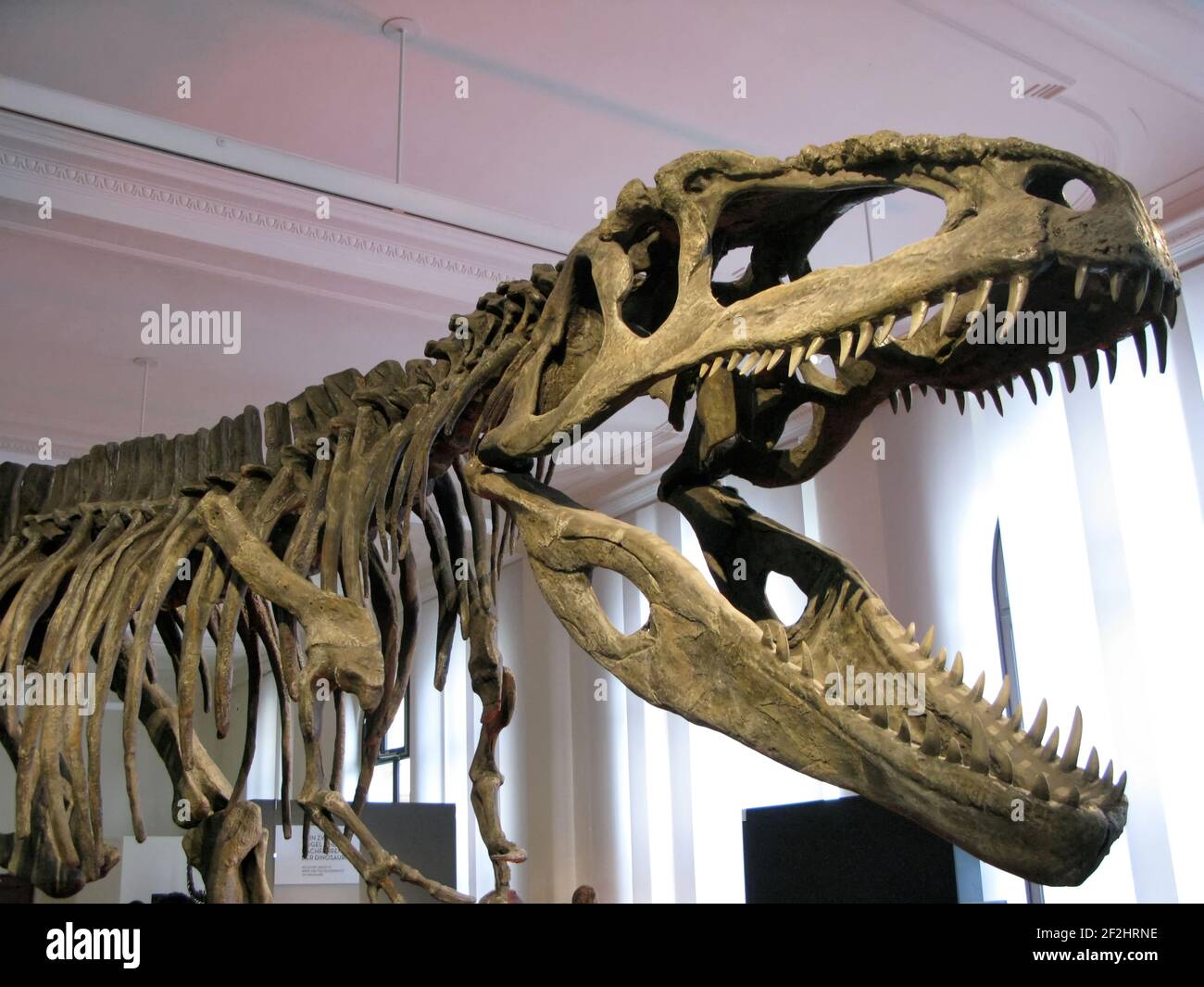 Dino skeleton hi-res stock photography and images - Alamy
